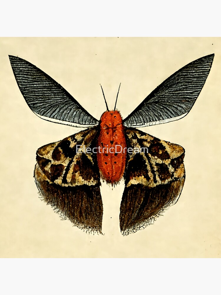 "Vintage Moth" Poster for Sale by ElectricDream | Redbubble