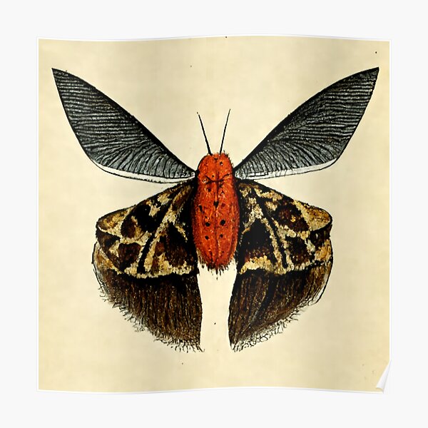 "Vintage Moth" Poster for Sale by ElectricDream | Redbubble