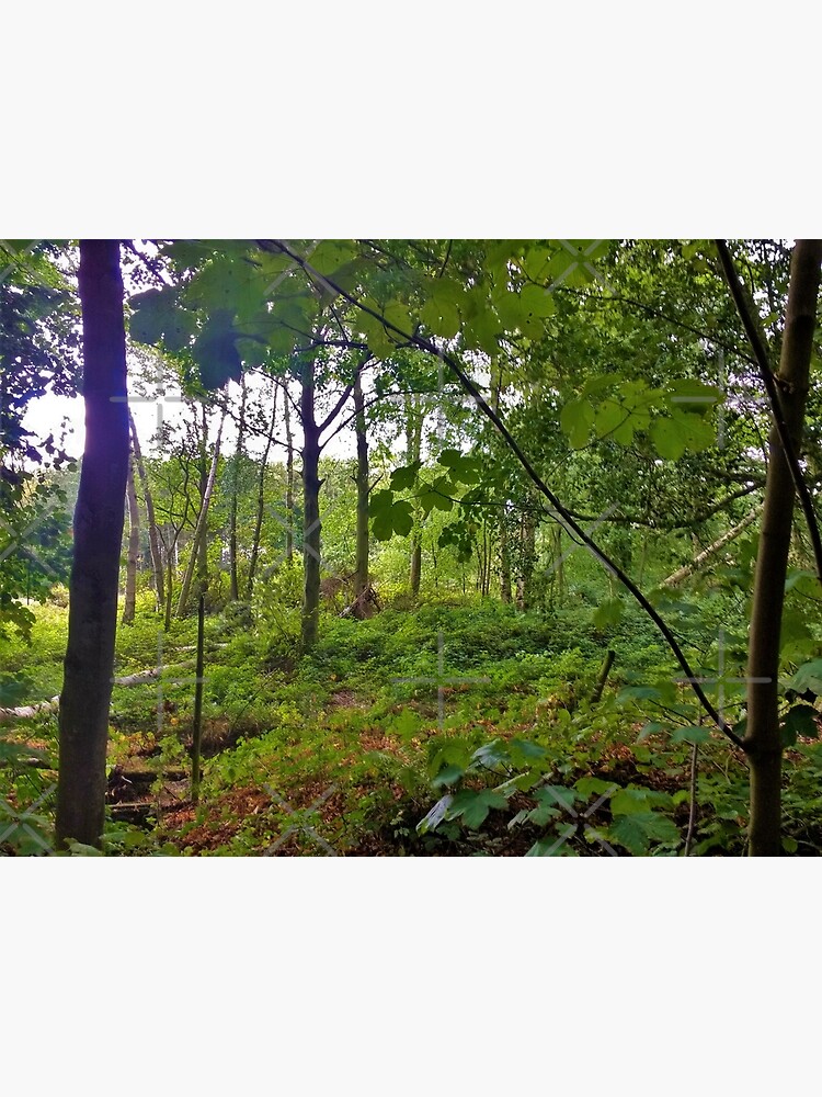 Lámina fotográfica «MI. #203 |☼| Entre muchos árboles (Elsham Hall ...