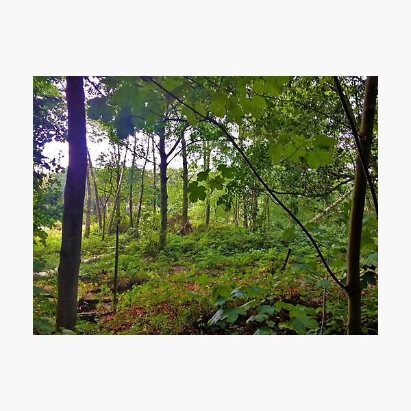 Lámina fotográfica «MI. #203 |☼| Entre muchos árboles (Elsham Hall ...