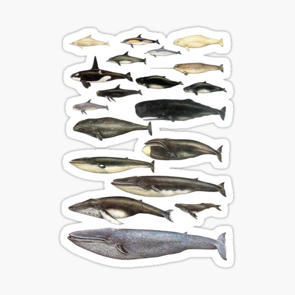 "Whale Chart" Sticker for Sale by MadeUKewl | Redbubble