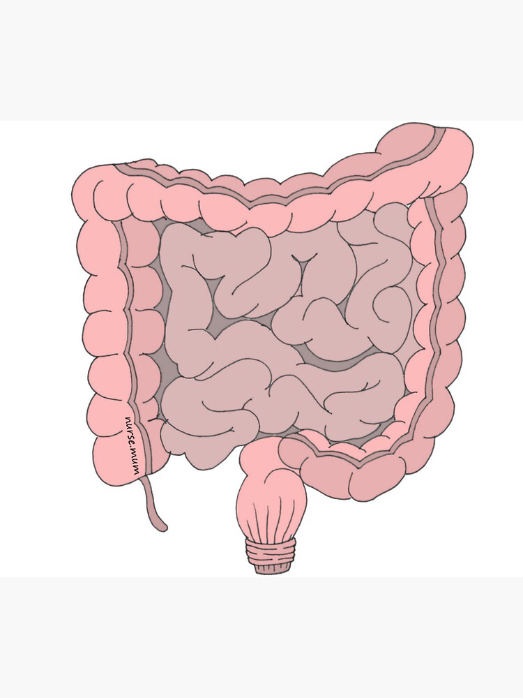 "Intestine" Sticker for Sale by Nurse-mum | Redbubble
