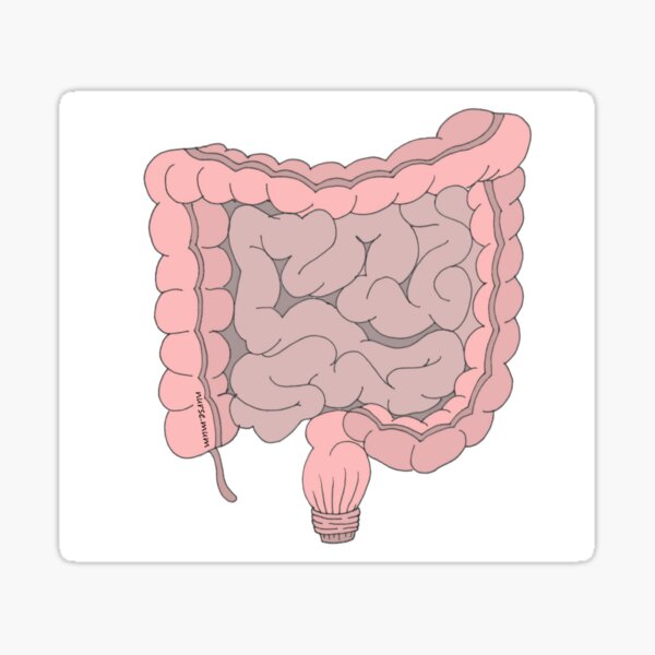 "Intestine" Sticker for Sale by Nurse-mum | Redbubble