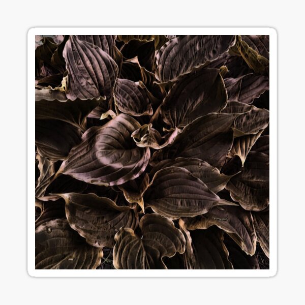 "Hosta Chocolate Smoke" Sticker by SunshineWalker | Redbubble