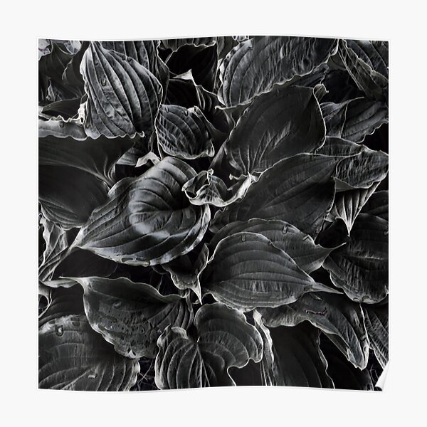 "Hosta Not Quite Black and White" Poster for Sale by SunshineWalker ...