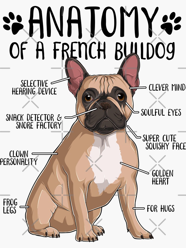 "Funny French Bulldog Anatomy Fawn Frenchie Dog Lover" Sticker for Sale ...