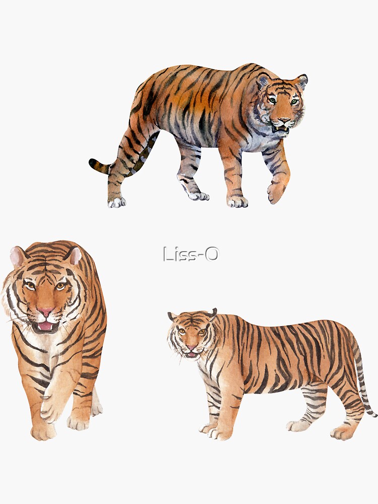 "Tiger trio - animal" Sticker for Sale by Liss-O | Redbubble