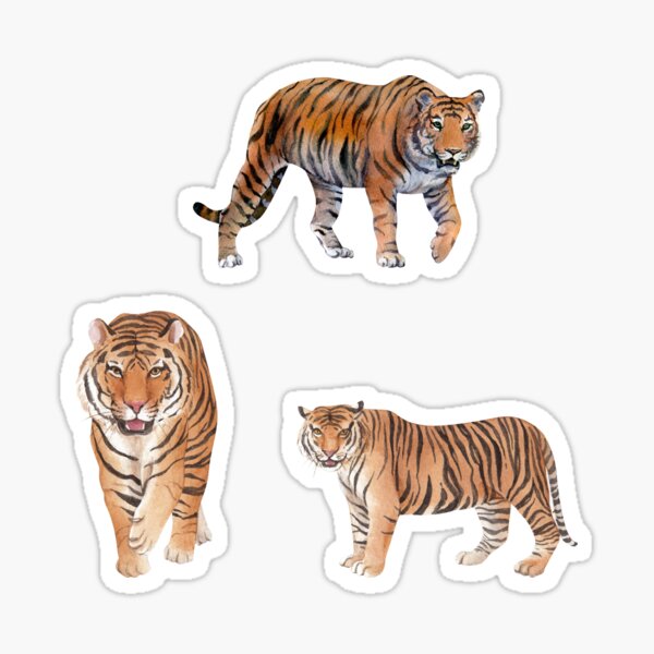 "Tiger trio - animal" Sticker for Sale by Liss-O | Redbubble