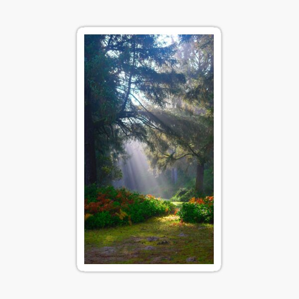 "Sunlight Beaming on Green Trees" Sticker by MooseCase | Redbubble