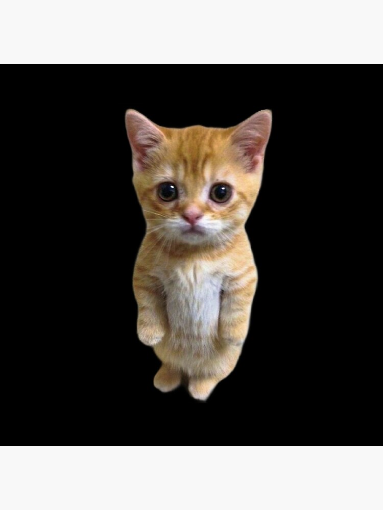 "el gato kitten tiktok meme " Art Board Print for Sale by 3t0arts ...