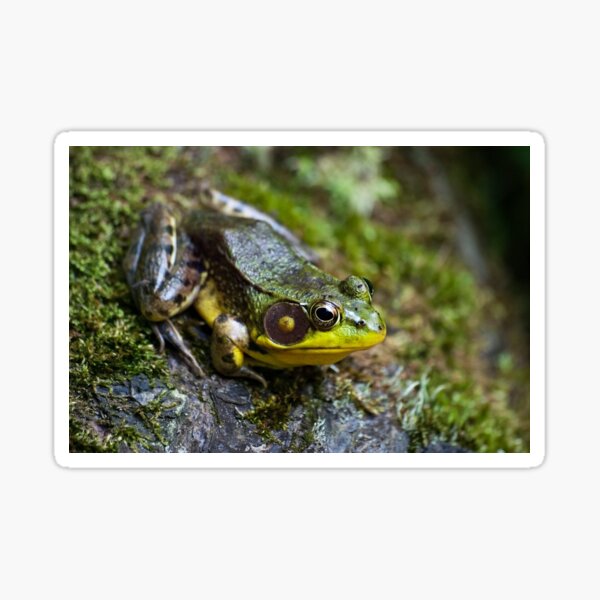 "Frog Fly Catcher" Sticker for Sale by rollosphotos | Redbubble