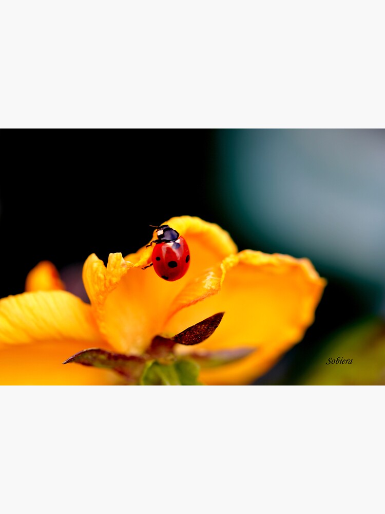 "You`re Bugging Me!" Sticker for Sale by rsobiera | Redbubble