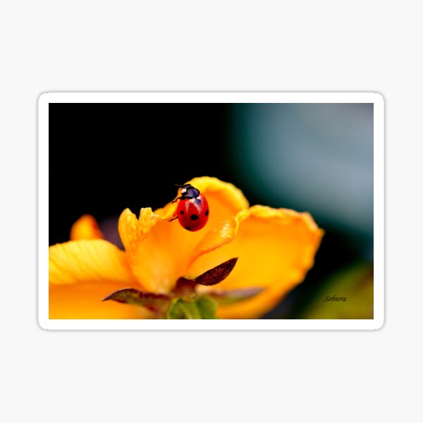 "You`re Bugging Me!" Sticker for Sale by rsobiera | Redbubble