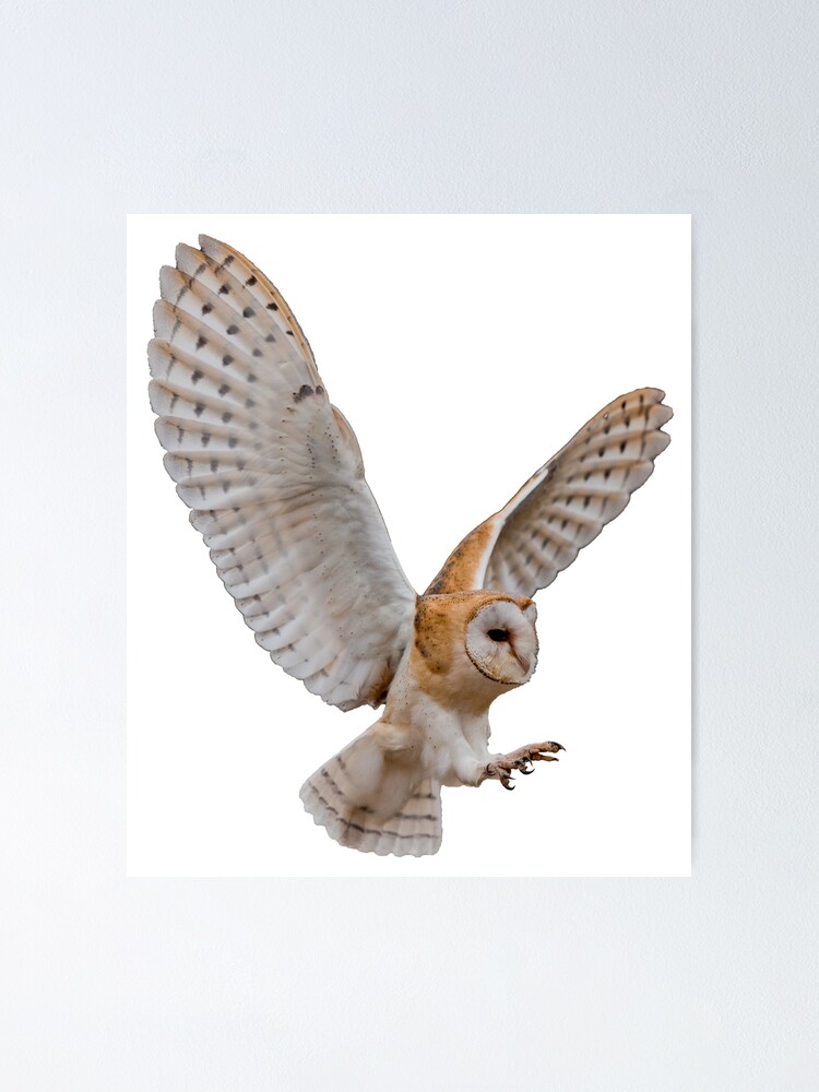 "Barn Owl Attack" Poster for Sale by AliusImago | Redbubble