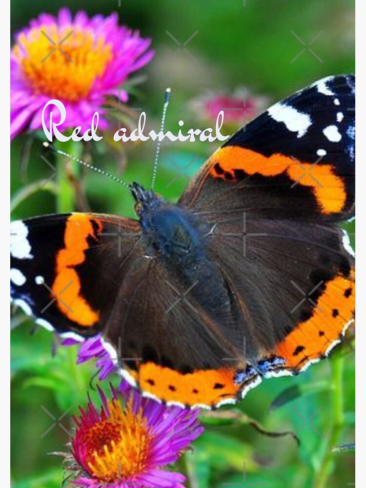 "Red admiral" Sticker for Sale by Javedempire | Redbubble