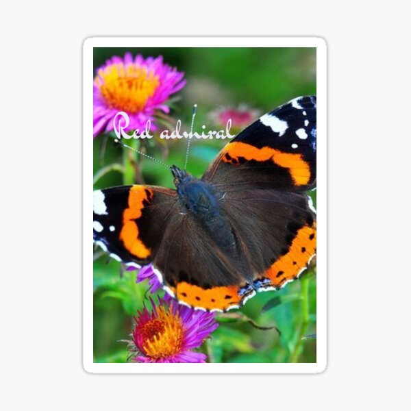 "Red admiral" Sticker for Sale by Javedempire | Redbubble