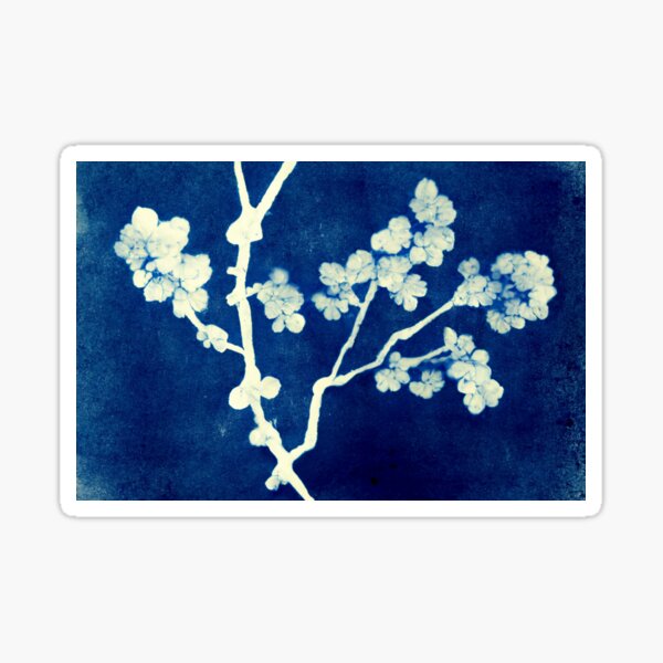 Cyanotype Gifts & Merchandise | Redbubble