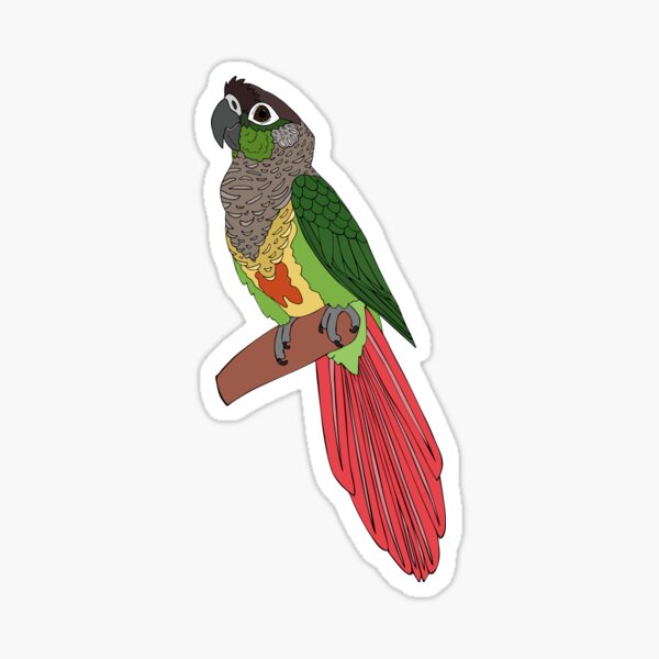 "Green-Cheeked Conure" Sticker for Sale by nolessjess | Redbubble