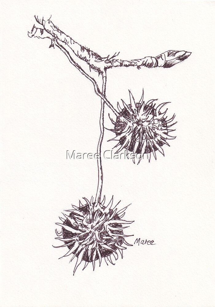"Olieboom (Thorn apple) - Botanical illustration" by Maree Clarkson ...