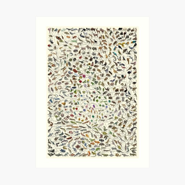 "Tree of Life Poster - Animal and Plant Evolution - Colour (Scientific ...