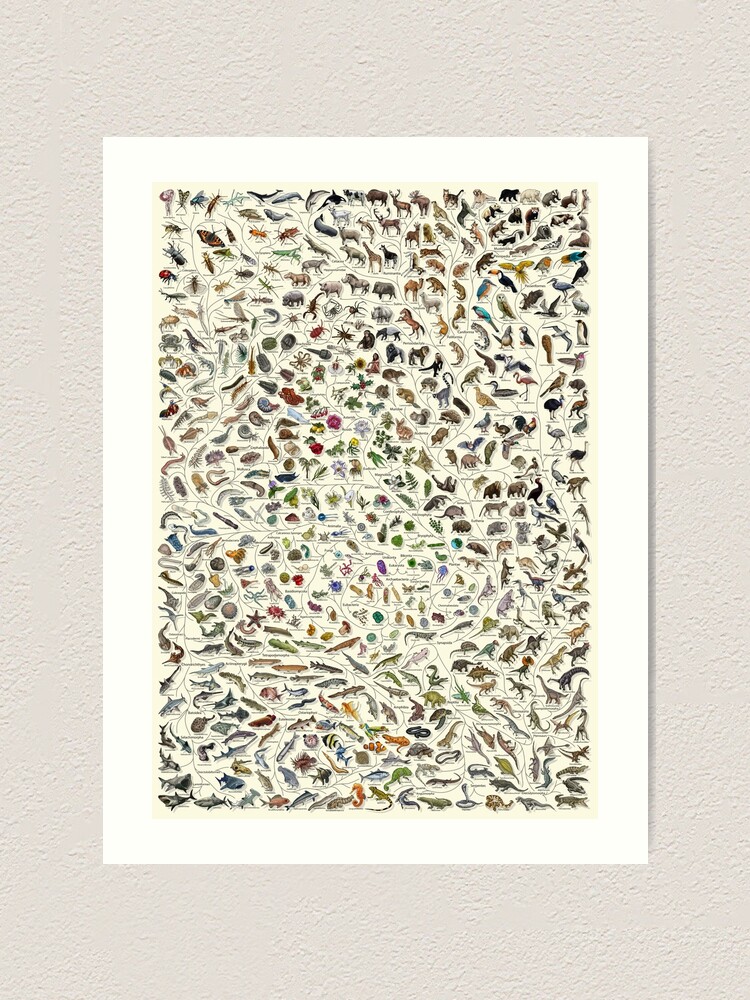 "Tree of Life Poster - Animal and Plant Evolution - Colour (Scientific ...