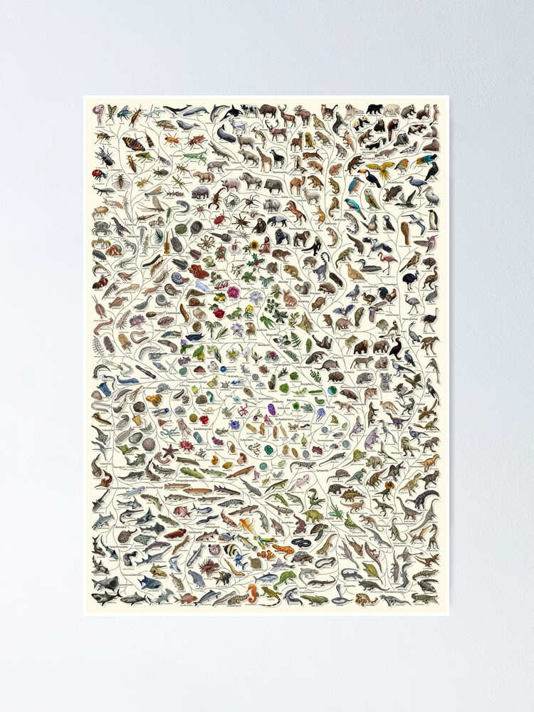 "Tree of Life Poster - Animal and Plant Evolution - Colour (Scientific ...