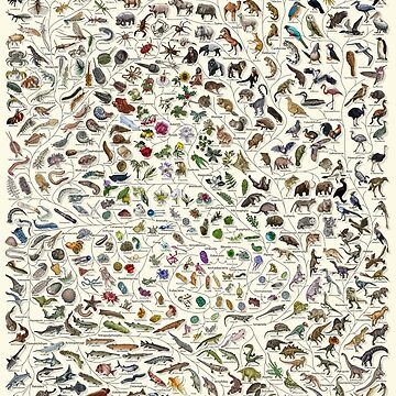"Tree of Life Poster - Animal and Plant Evolution - Colour (Scientific ...