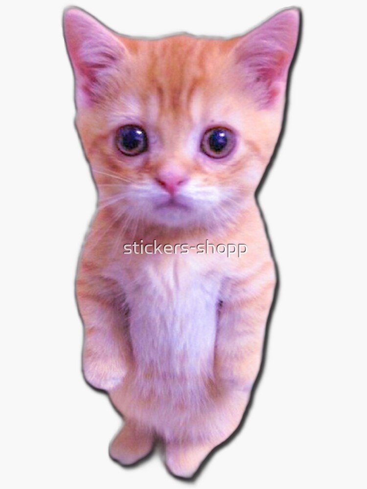 "el gato pink kitten meme" Sticker for Sale by stickers-shopp | Redbubble