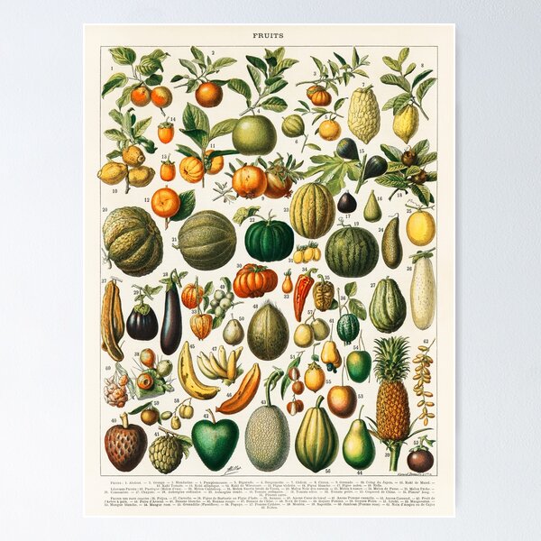 Poster for Sale mit "Weinlese-Obst-Illustrations-Plakat" von ...