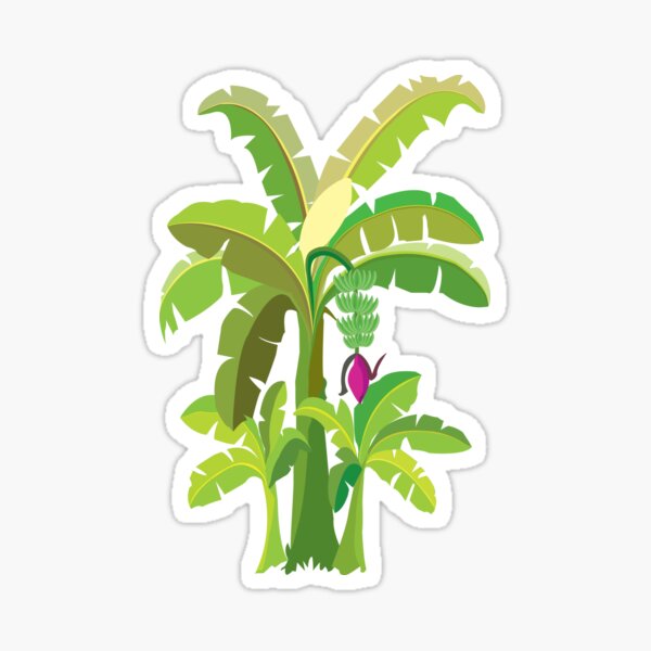 "Banana Tree " Sticker for Sale by sanjaytuturkhi | Redbubble