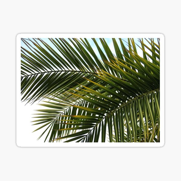 "Palm Leaves" Sticker for Sale by allmycreations | Redbubble