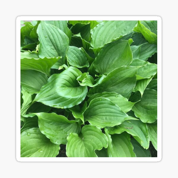 "Hosta in Dew" Sticker for Sale by SunshineWalker | Redbubble