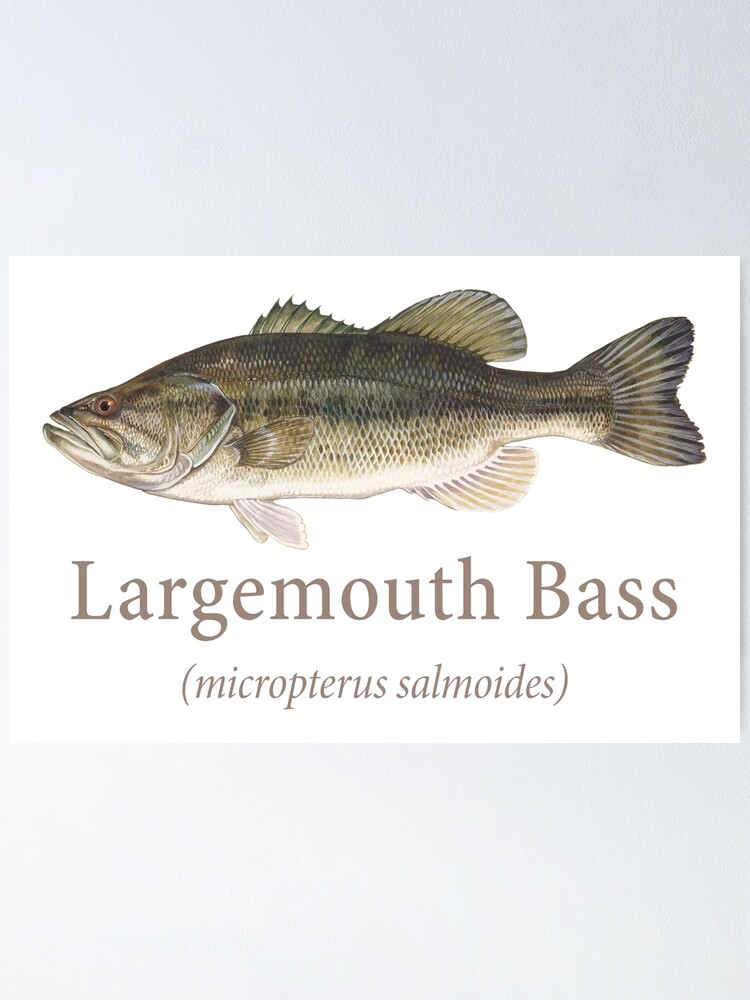 Largemouth Bass Portrait With Scientific Name Poster For Sale By largemouth-bass-portrait-with-scientific-name-poster-for-sale-by