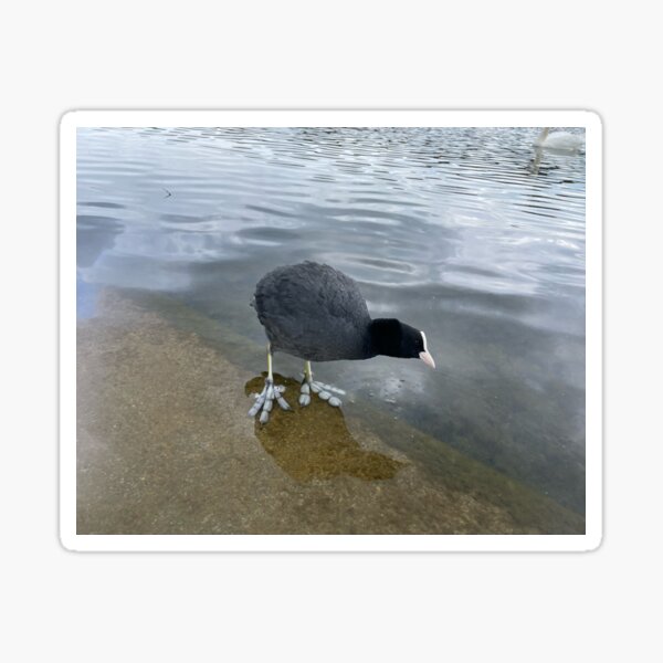 "Coot • 2022" Sticker for Sale by Mortinus | Redbubble
