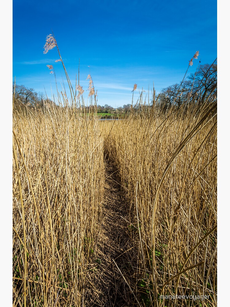 "Pathway Through The Reeds" Sticker for Sale by manateevoyager | Redbubble