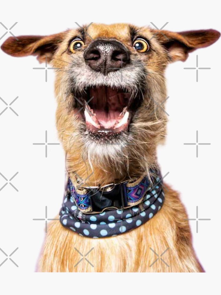 "excited dog meme" Sticker for Sale by DKMarcaz | Redbubble