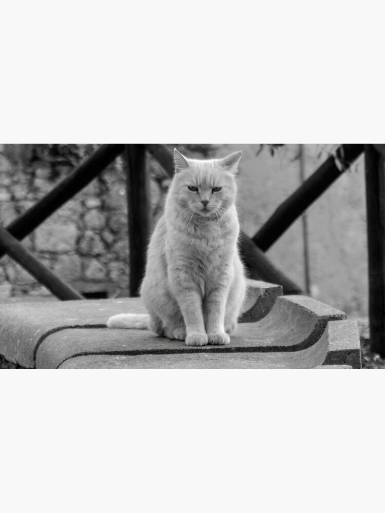 "A cat with a dangerous look-Minimalism" Sticker for Sale by Vasilije ...