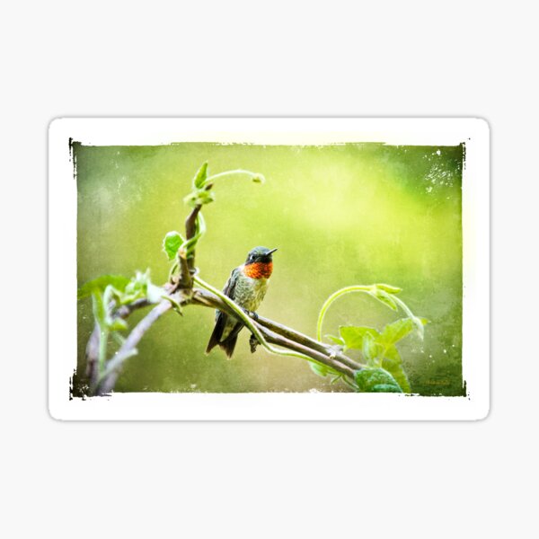 "Antique Hummingbird Portrait" Sticker for Sale by rollosphotos | Redbubble