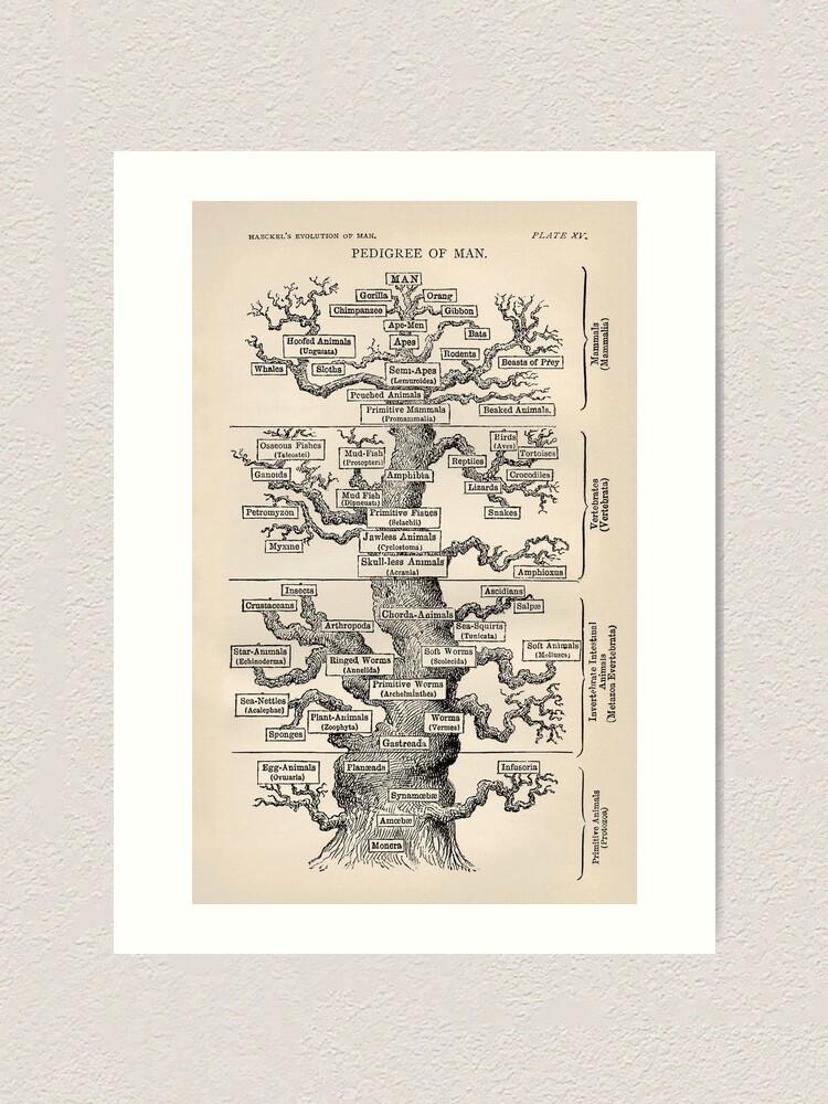 "Ernst Haeckel Tree of Life Pedigree of Man Evolution" Art Print for ...