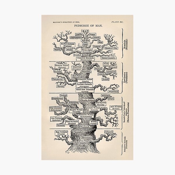 Lámina fotográfica «Árbol de la vida de Ernst Haeckel Pedigrí de la ...