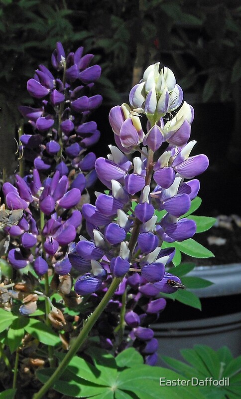 "Pretty-in-Purple Lupins" by EasterDaffodil | Redbubble