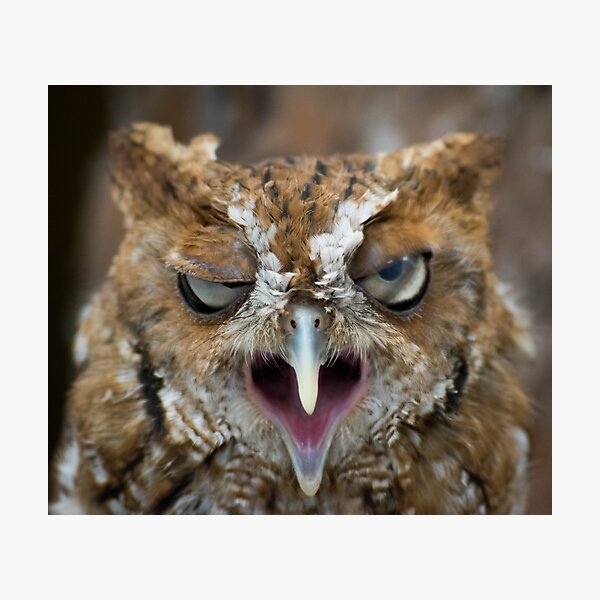 Derpy Gifts & Merchandise | Redbubble