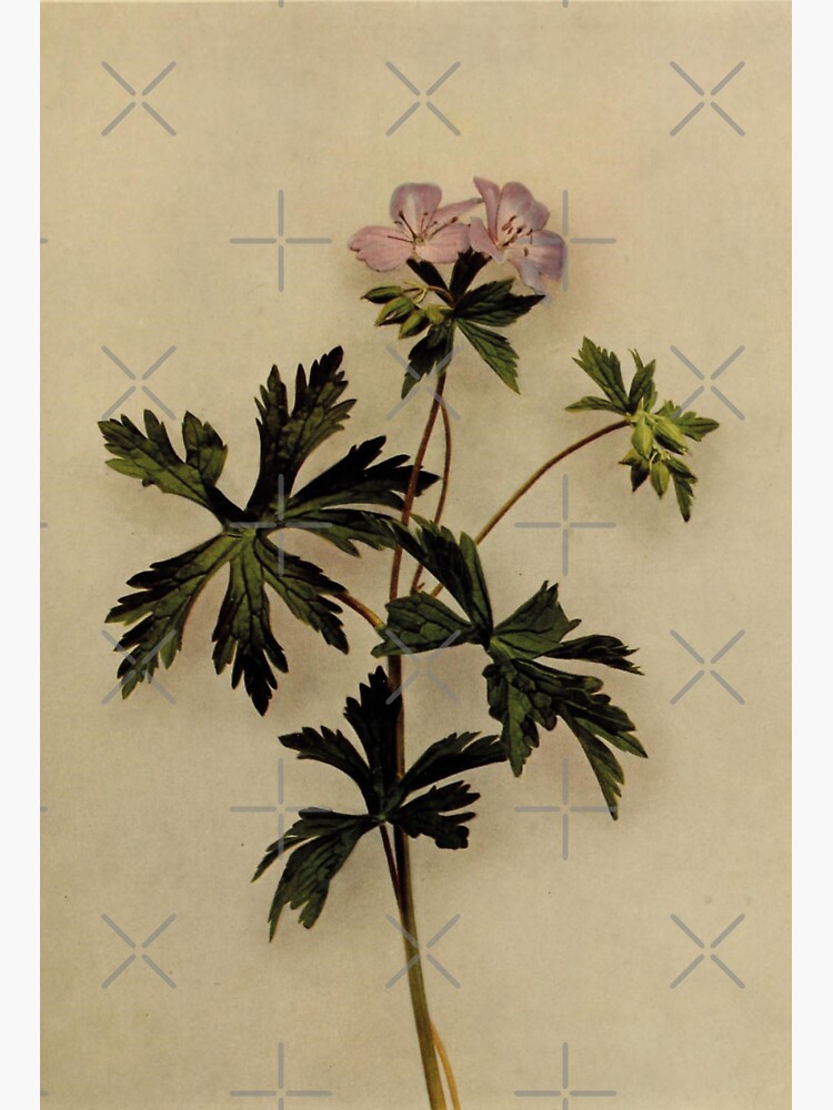 "Wild Geranium Photograph" Sticker for Sale by BookwormsHut | Redbubble