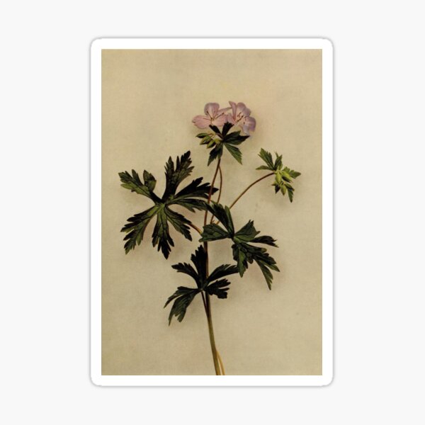 "Wild Geranium Photograph" Sticker for Sale by BookwormsHut | Redbubble