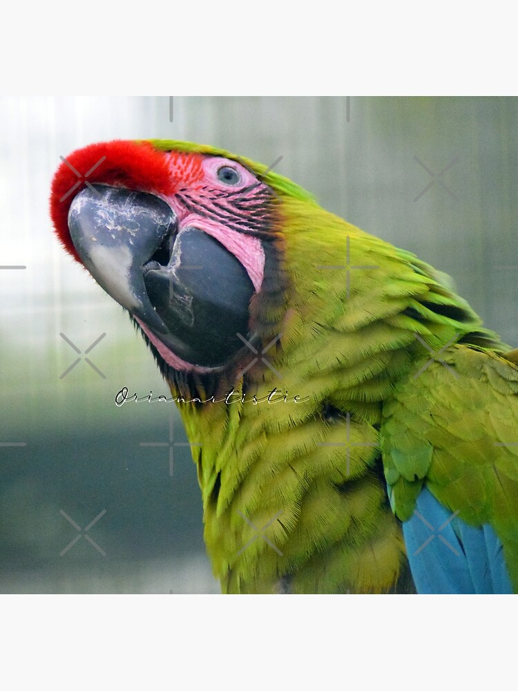 "Smiling Parrot" Poster for Sale by OrianArtistic | Redbubble