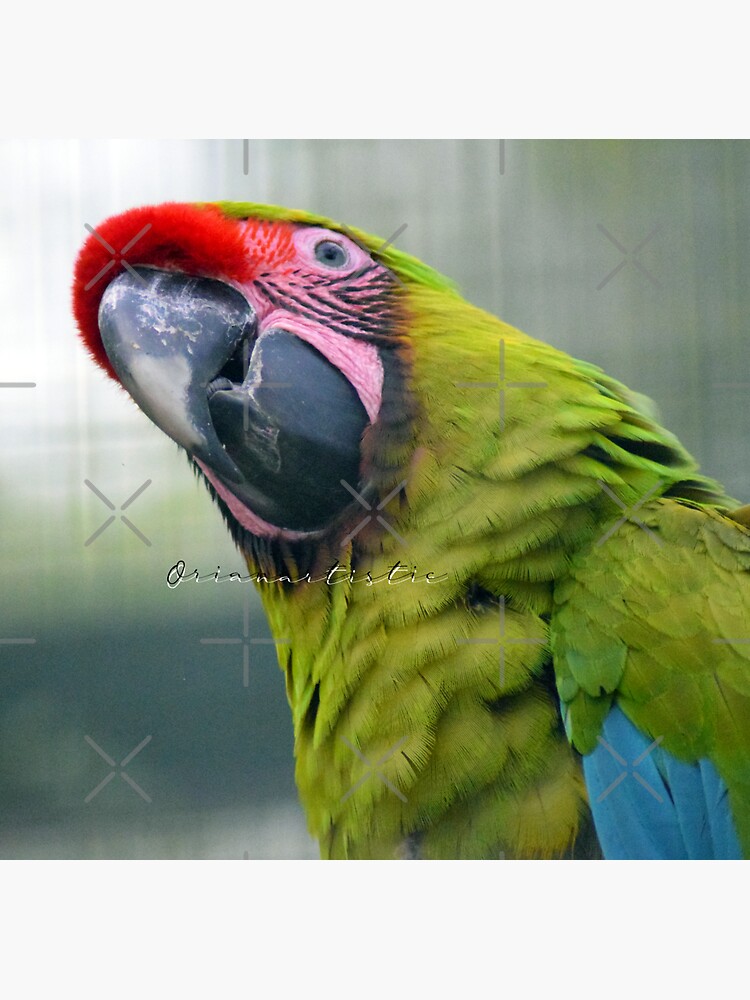 "Smiling Parrot" Sticker for Sale by OrianArtistic | Redbubble