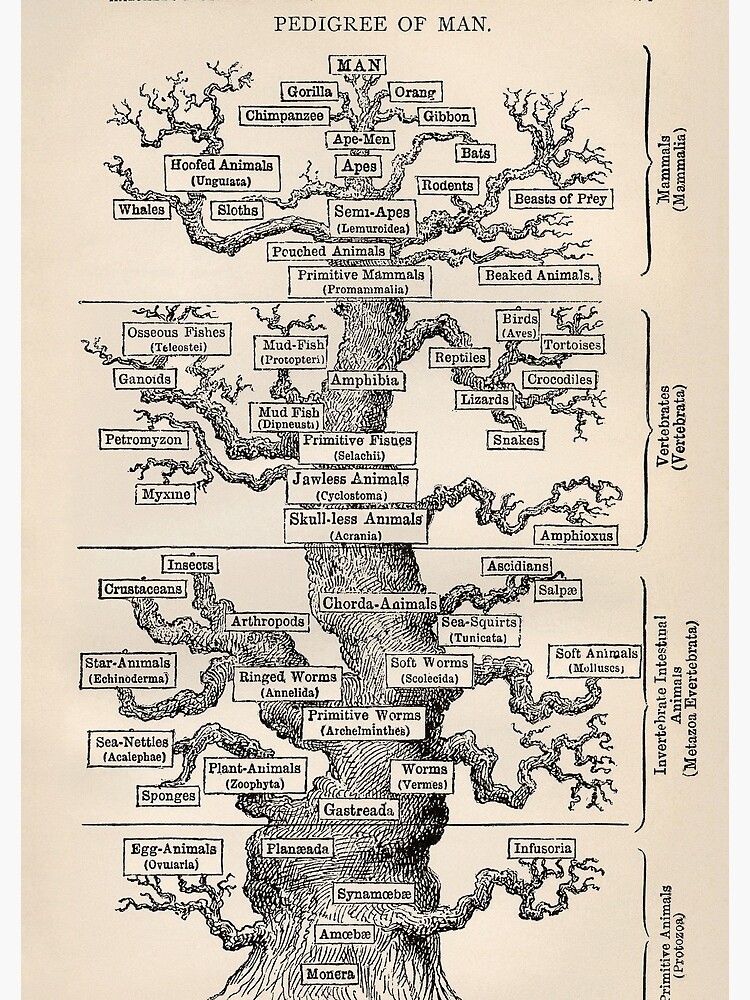 "Ernst Haeckel Tree of Life Pedigree of Man Evolution" Spiral Notebook ...