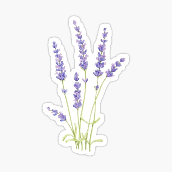 "lavender plant " Sticker by itsmemaytal | Redbubble
