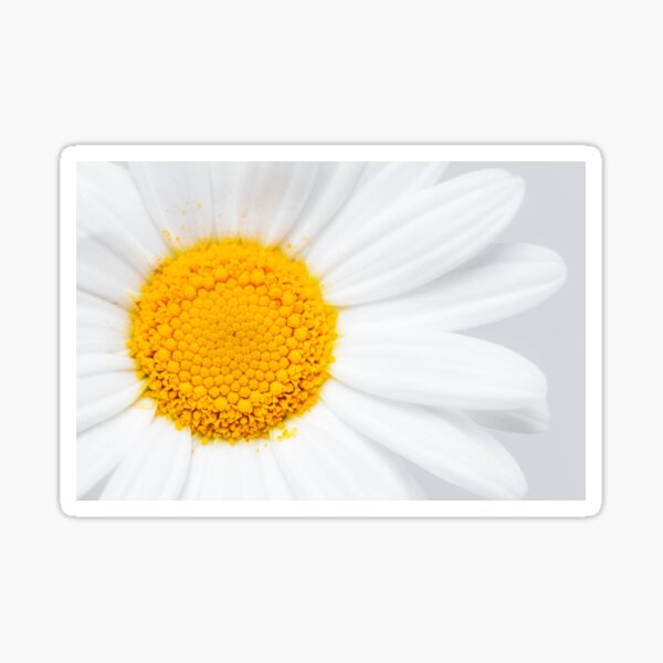 "White Daisy Photo" Sticker for Sale by SuziQPrayers427 | Redbubble