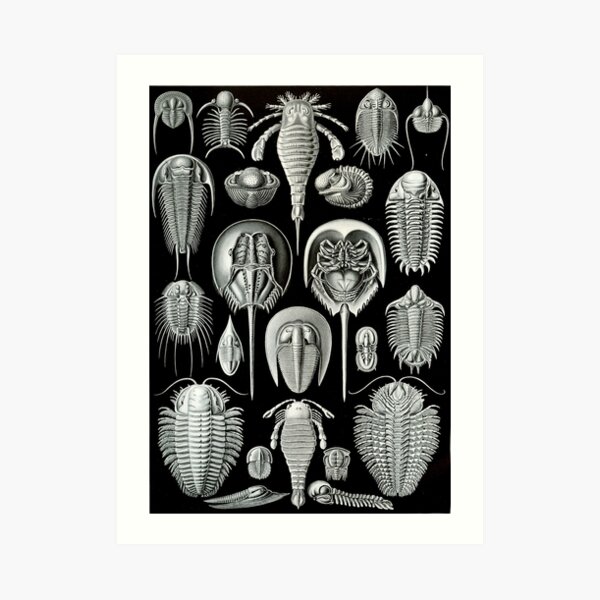 Trilobite Art Prints | Redbubble